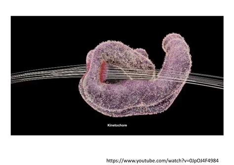 Biol2200 Module 1 Lecture 2 Nucleus Youtubewatchv0jpoj4f