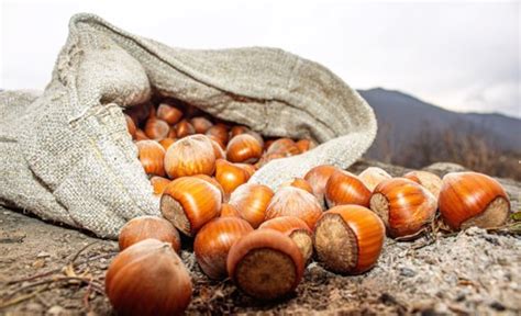 რა განაპირობებს ქართული თხილის დაბალ ფასს შეფასება Bpn