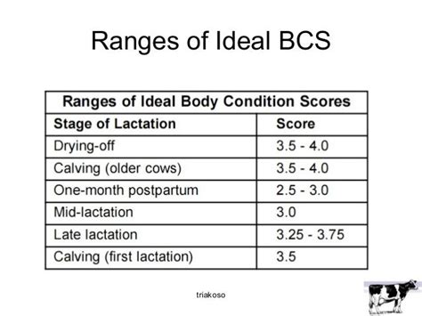 Body Condition Scoring In Dairy Cattle - Triakoso