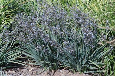 Dianella Caerulea ‘dbb03 Cassa Blue R Gardening Responsibly