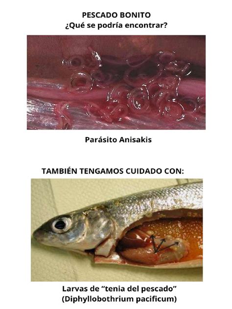 Parasitos En Peces 3 Pdf