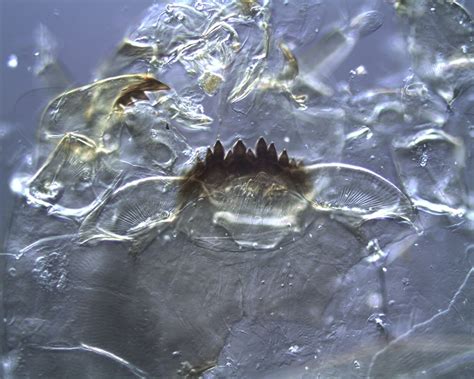 Benthic Macroinvertebrates And Biological Monitoring Enviroscience