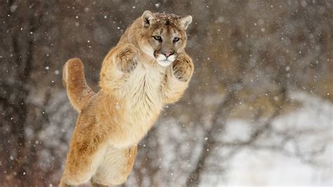 Cougar 4k Hd Wallpaper Rare Gallery