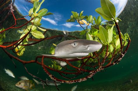 Young Lemon Shark