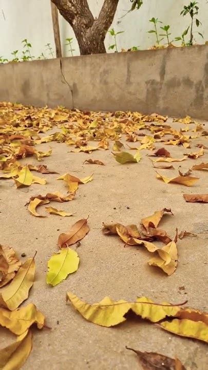 اوراق الشجر اصفرتفصل الخريفshorts Youtube