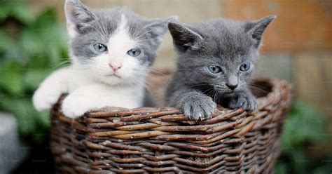 두 마리의 귀여운 새끼 고양이가 나무 바구니에서 밖을 내다보고 있습니다 사진 Unsplash의 고양이 같은 이미지