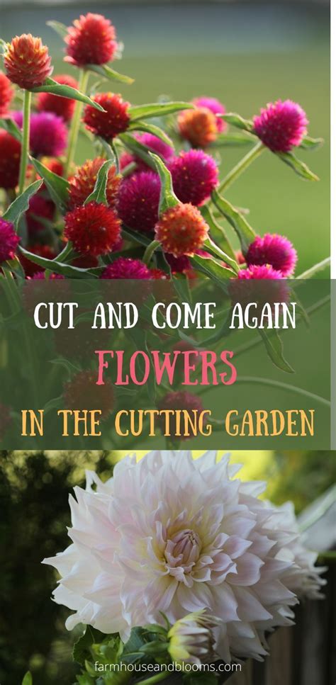 The Cut Flower Garden Artofit