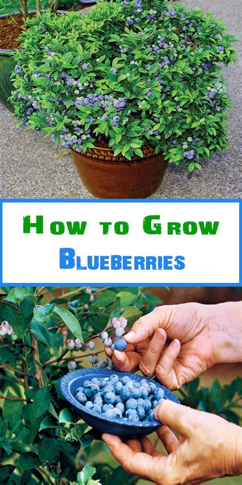 How To Grow Blueberries