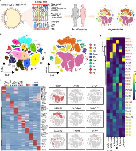 A Comprehensive Analysis Of Sex Biased Gene Expression In The Aging