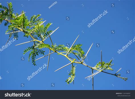 Thorn Trees Identification