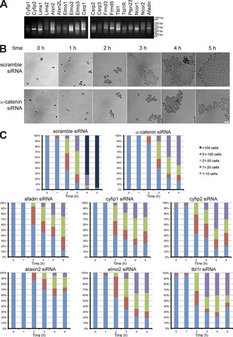 Defects In Hanging Drop Assay Using Mdck Cells A Rt Pcr Of The