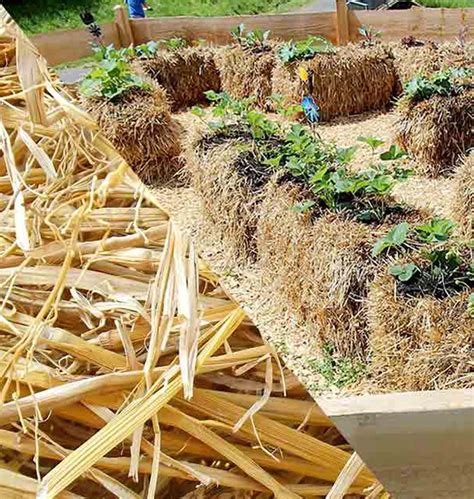 Oat Straw Bale Gardening Straw Bale Gardening 2