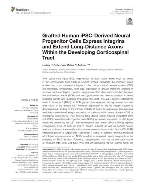 Pdf Grafted Human Ipsc Derived Neural Progenitor Cells Express Integrins And Extend Long