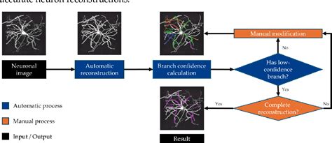 Figure 1 From Complete Neuron Reconstruction Based On Branch Confidence