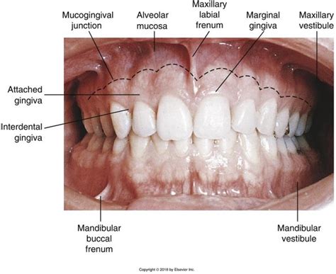 Landmarks Of The Face And Oral Cavity Oral Facial Anatomy Online
