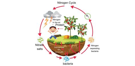 The Nutrient Cycle Quiz Trivia Quiz Trivia