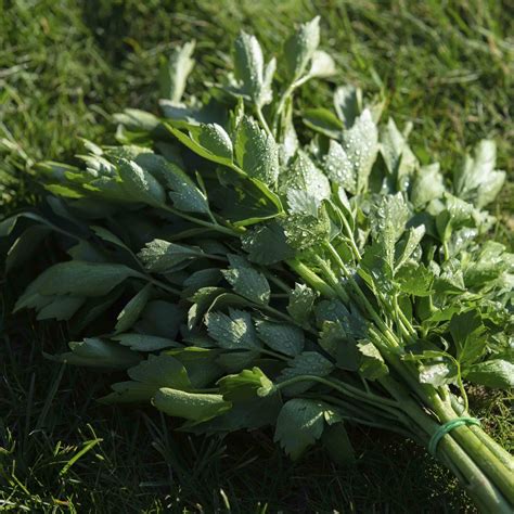 Leustean Ferma Din Curte