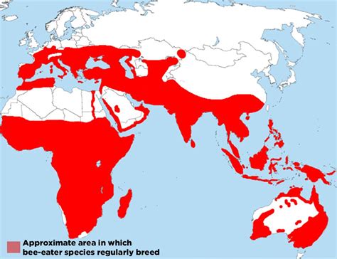 Exploring The Colorful World Of Bee Eaters The Worlds Rarest Birds
