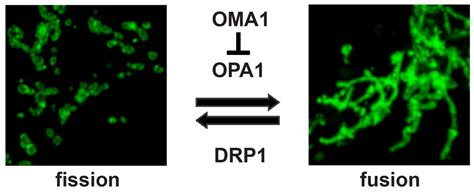 Ijms Free Full Text Oma1 Mediated Mitochondrial Dynamics Balance