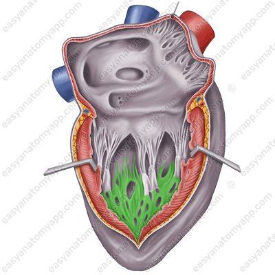 Heart Heart Valves Easy Anatomy 3d