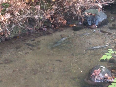 Some Salmon Sex On My Route This Morning R Bikecommuting