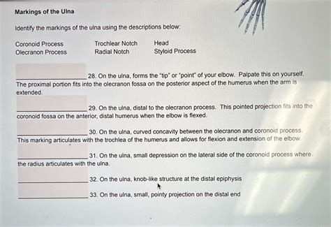 Markings Of The Ulna Identify The Markings Of The Ulna Using The Descriptions Below Coronoid