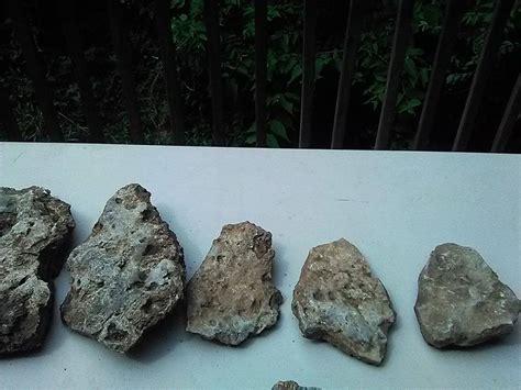 Help Identifying Fossil ID The Fossil Forum