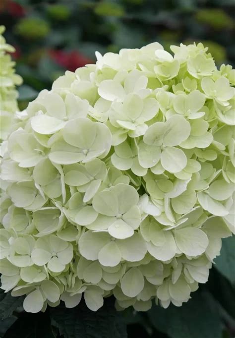 Гортензия метельчатая (Hydrangea paniculata `Summer Breeze`) С 3 купить ...