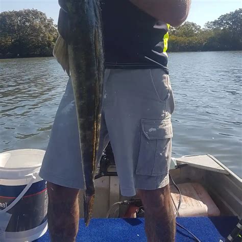 ᐅ Cabbage Tree Point fishing reports🎣• Queensland, Australia fishing