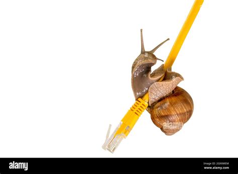Internet Connection With Snail Speed Snail Crawling On A Yellow Network Cable Isolated On