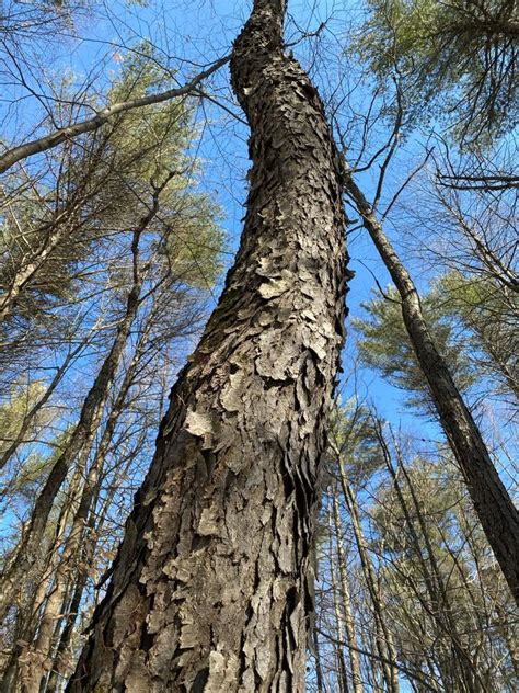 Tree ID A Hike In The Woods Of Southern Vermont Firewood Hoarders Club