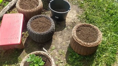 Хризантема мультифлора. Высадка в кашпо - YouTube