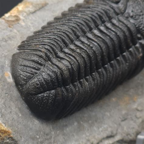 Trilobite Fossils Fossil Oasis