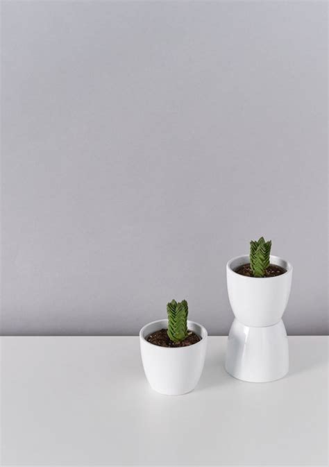 Крассула Храм Будды купить в Минске с доставкой | Cactus.by