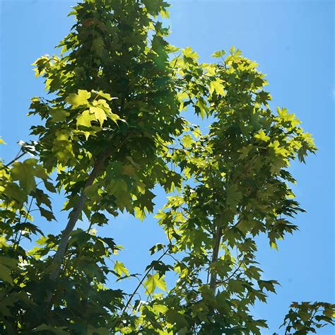 Armstrong Columnar Maple My Site