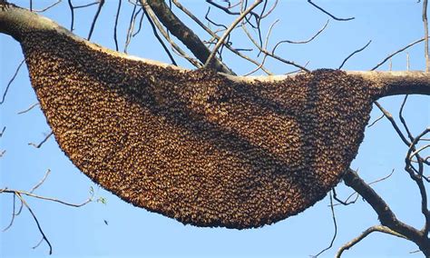 C Giant Honeybee Hive Apis Dorsata Photo Vinayaraj Invasive Species Council