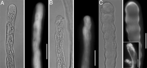 c terminally truncated atropgef12 disturbed pollen tube growth