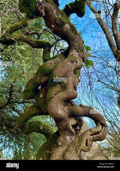 Twisted Tree Trunk Hi Res Stock Photography And Images Alamy