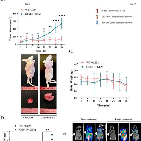 Validation Of Gem R Cell Lines In Vivo Note Data Are Represented As Download Scientific