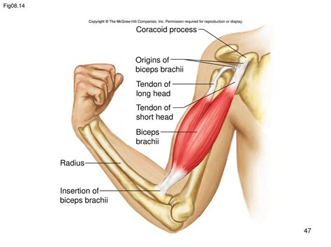 Chapter 08 Lecture Outline Ppt Download Erofound