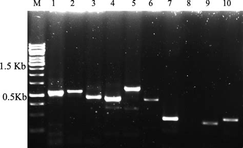 Validation Of The Rna Quality By The Cdna Library Preparation From