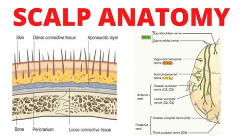 Scalp Surface Anatomy