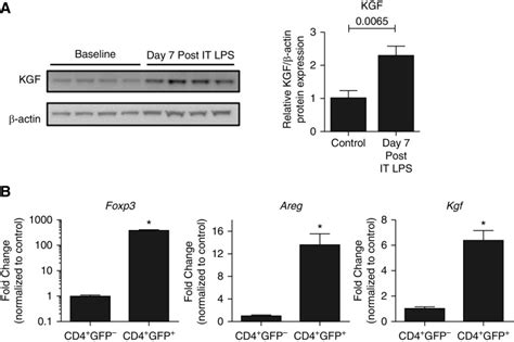 Foxp3 Regulatory T Cell Expression Of Keratinocyte Growth Factor Enhances Lung Epithelial