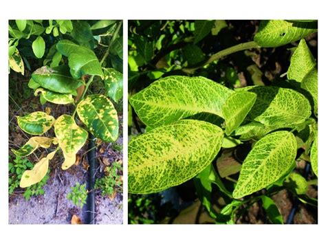 Diagnosing Herbicide Phytotoxicity In Citrus Citrus Industry Magazine