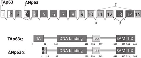 Schematic Overview Of The P63 Gene And Two Of Its Protein Products A