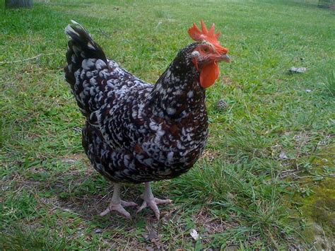 Sussex Chicken Breed History Characteristics Temperament And Comb Type