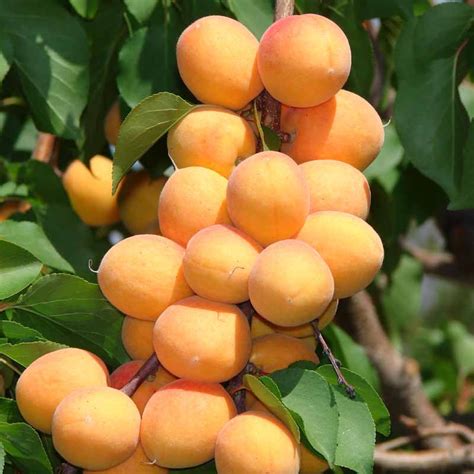 Morela Darina Drzewkaogrodowe Pl