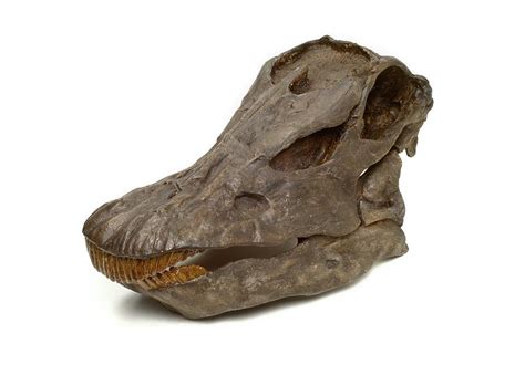 Diplodocus Skull Fossil Photograph By Natural History Museum London Science Photo Library