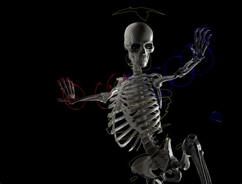 3d model skeleton rigged skeleton rig skeletal system vr ar low