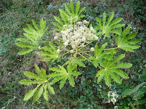 Fatsia Japonica Kiefer Nursery Trees Shrubs Perennials
